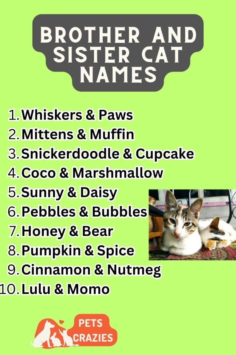300+ Brother And Sister Cat Names - Bonded Siblings Pairs