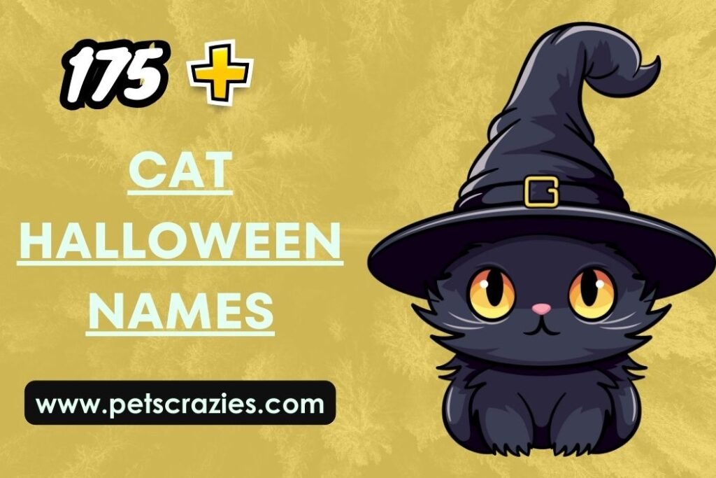 175+ Cat Halloween Names - Spooky & Fun Ideas