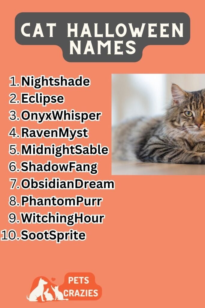 175+ Cat Halloween Names - Spooky & Fun Ideas