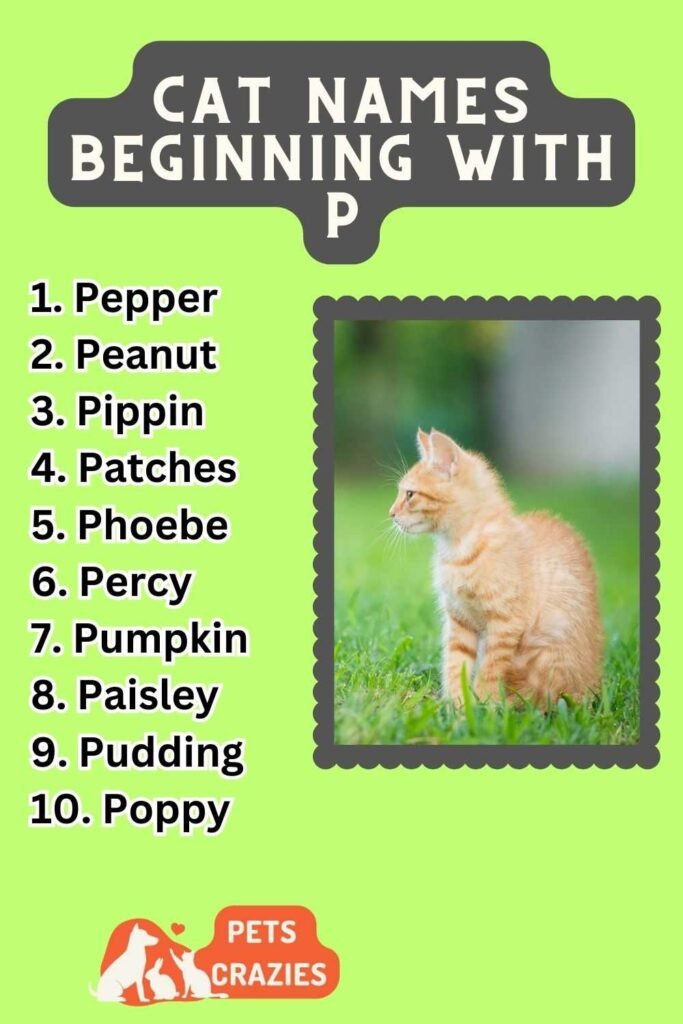250+ Cat Names Beginning With P (Adorable Suggestions)