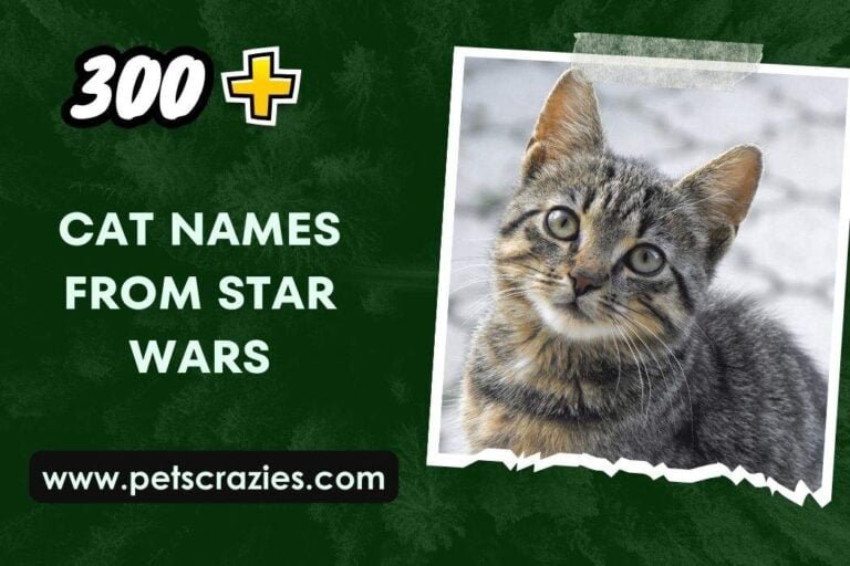 300+ Cat Names From Star Wars (Creative Choices)