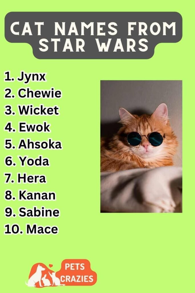 300+ Cat Names From Star Wars (Creative Choices)