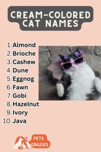 175+ Cream-Colored Cat Names - Unveil the Perfect Moniker!