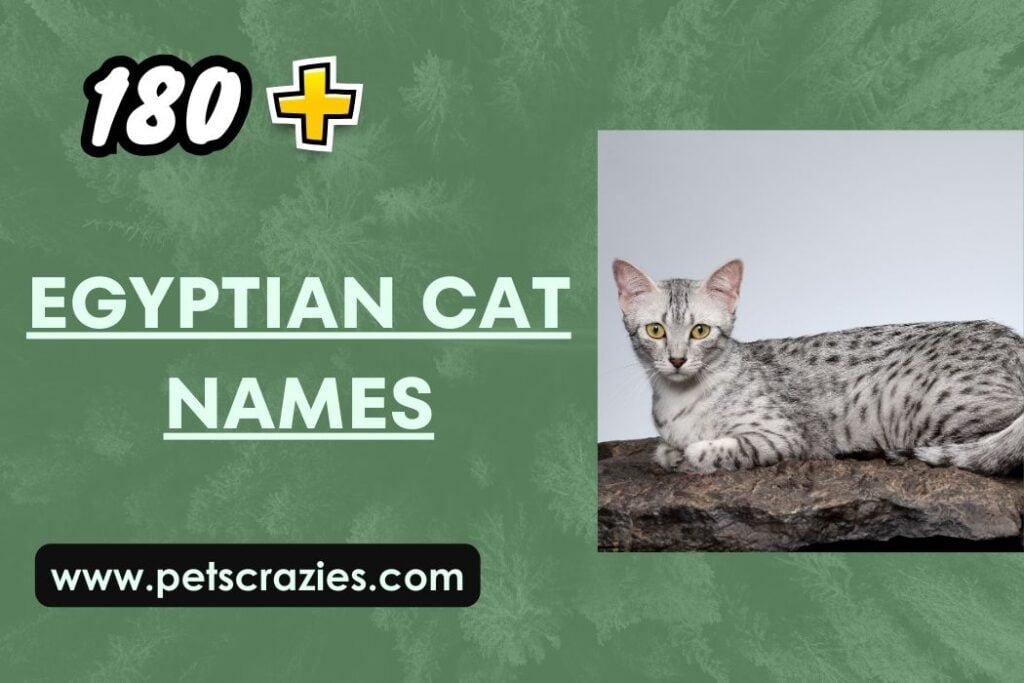 180+ Egyptian Cat Names - Mystique for Your Pet