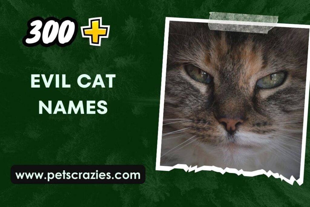 300+ Evil Cat Names (Unleash Feline Fierceness)