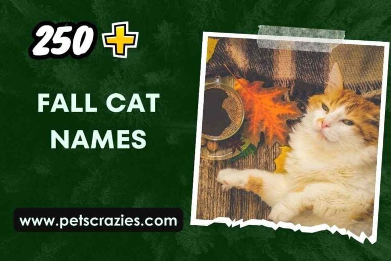 250+ Fall Cat Names (Cozy Choices)