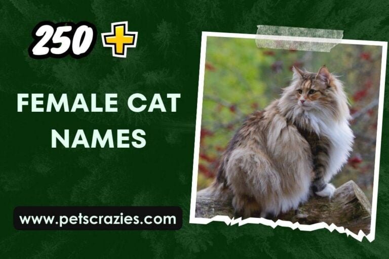 250+ Female Cat Names (Inspiration Guide)