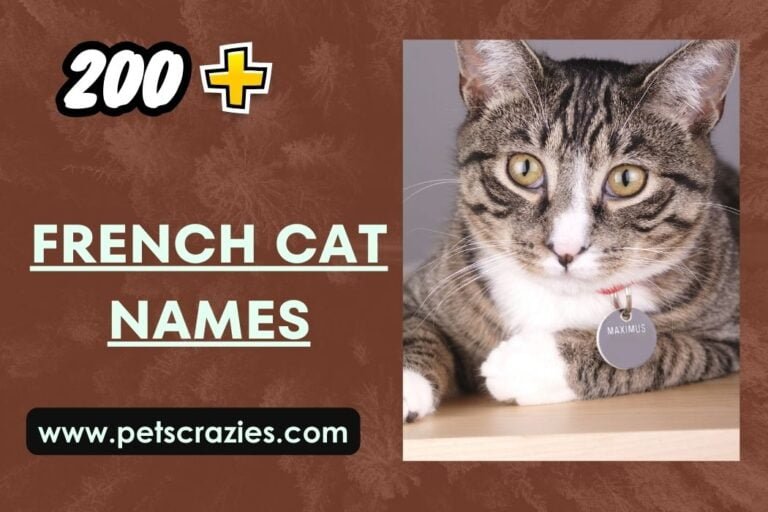 200+ French Cat Names - Stylish Inspirational Ideas