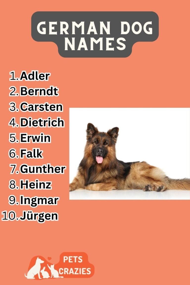 200+ German Dog Names - Unique And Traditional Picks
