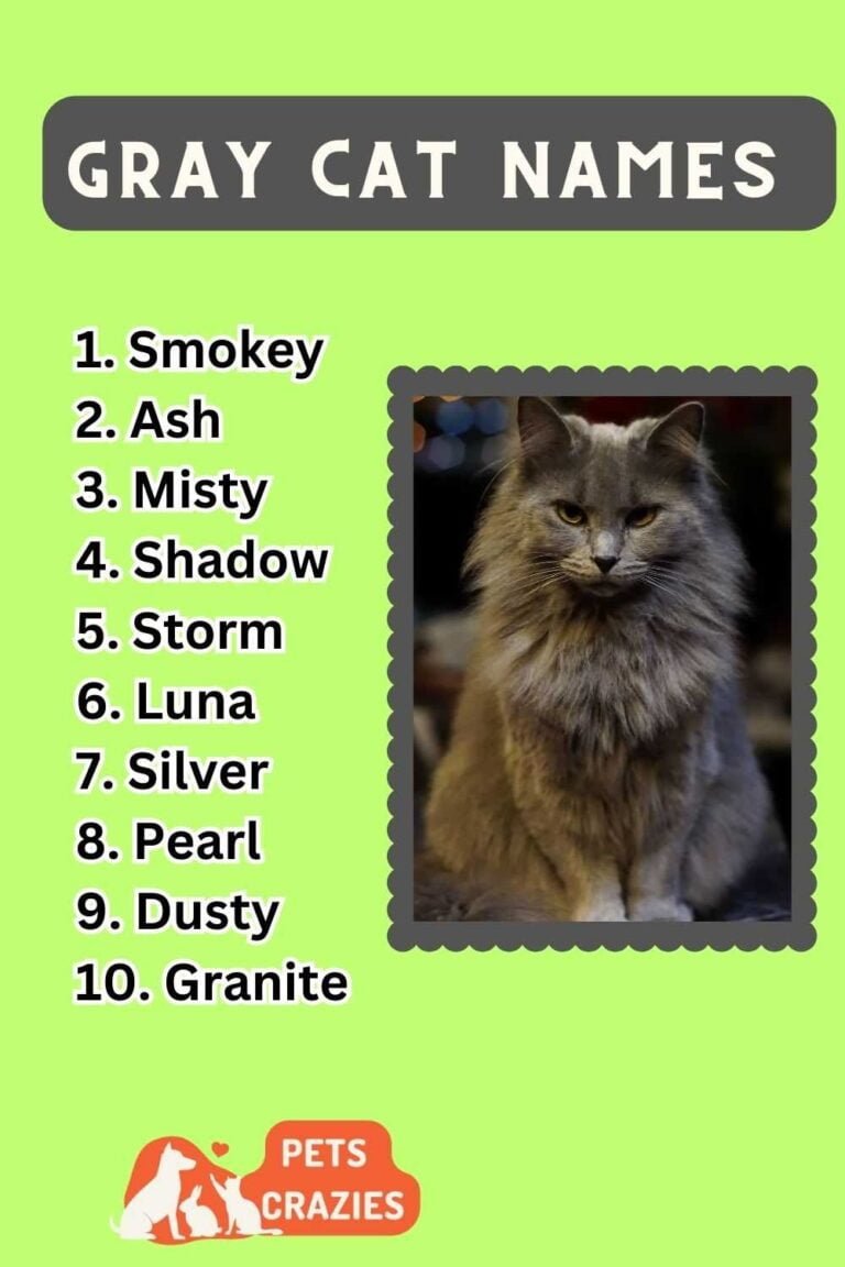 250+ Gray Cat Names (Personality Match)