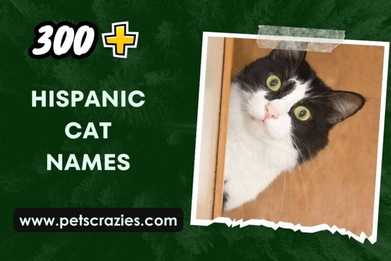 300+ Hispanic Cat Names (Unique Choices)