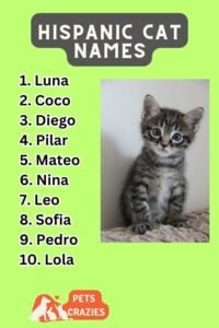 300+ Hispanic Cat Names (Unique Choices)