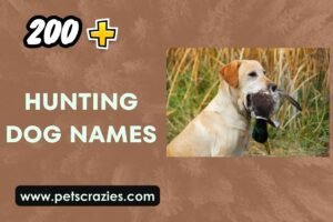 200+ Hunting Dog Names - Adventurous And Rugged Choices
