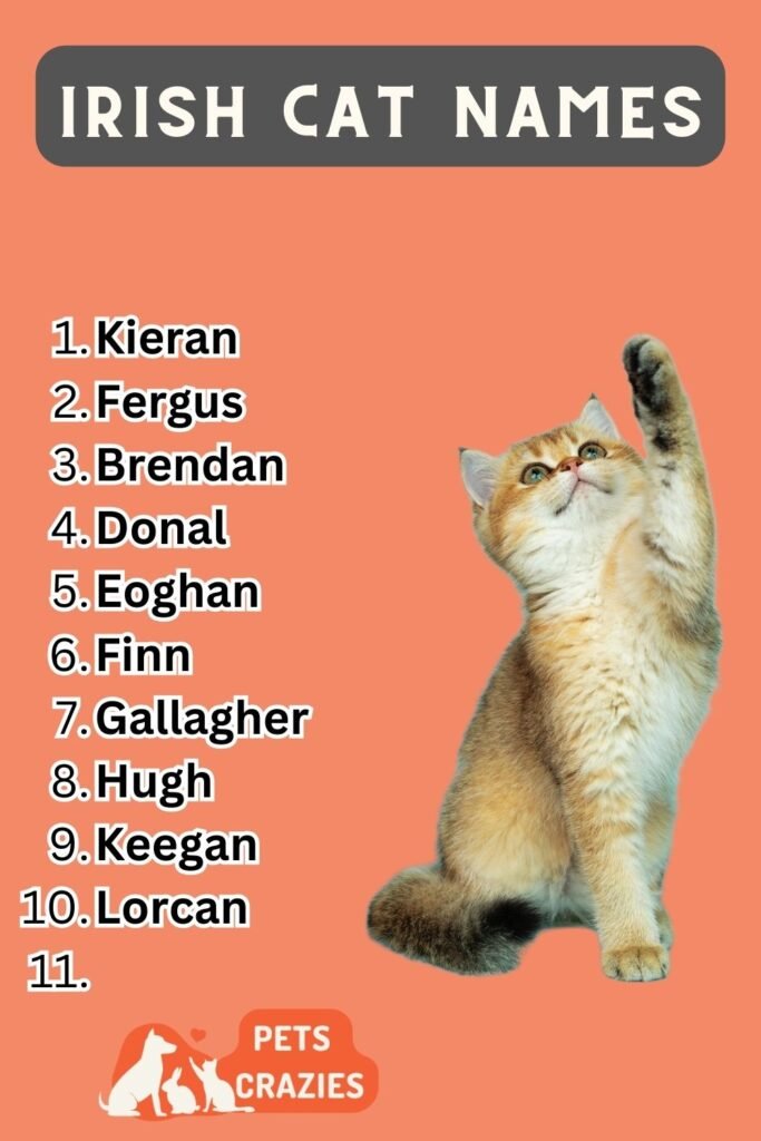 100 Best Irish Cat Names – Netzdot