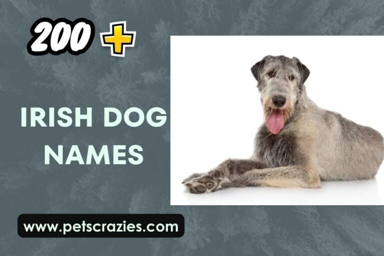 200+ Irish Dog Names - Unique And Cute Ideas
