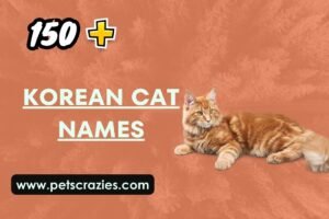 200+ Korean Cat Names - From Traditional To Trendy