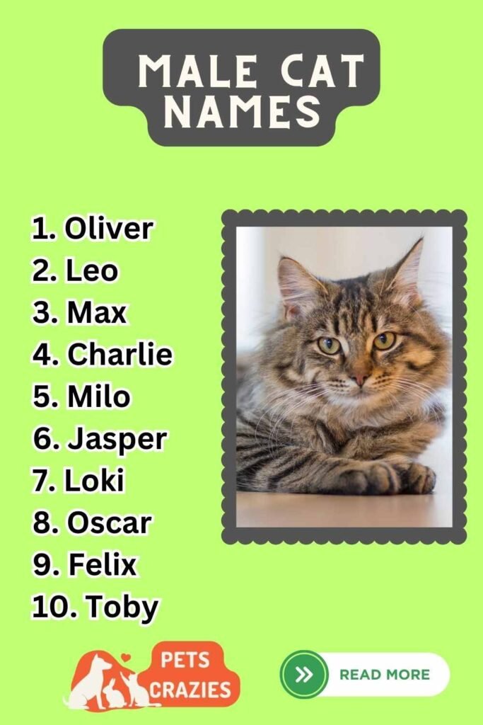 250+ Male Cat Names (Trends Explored)