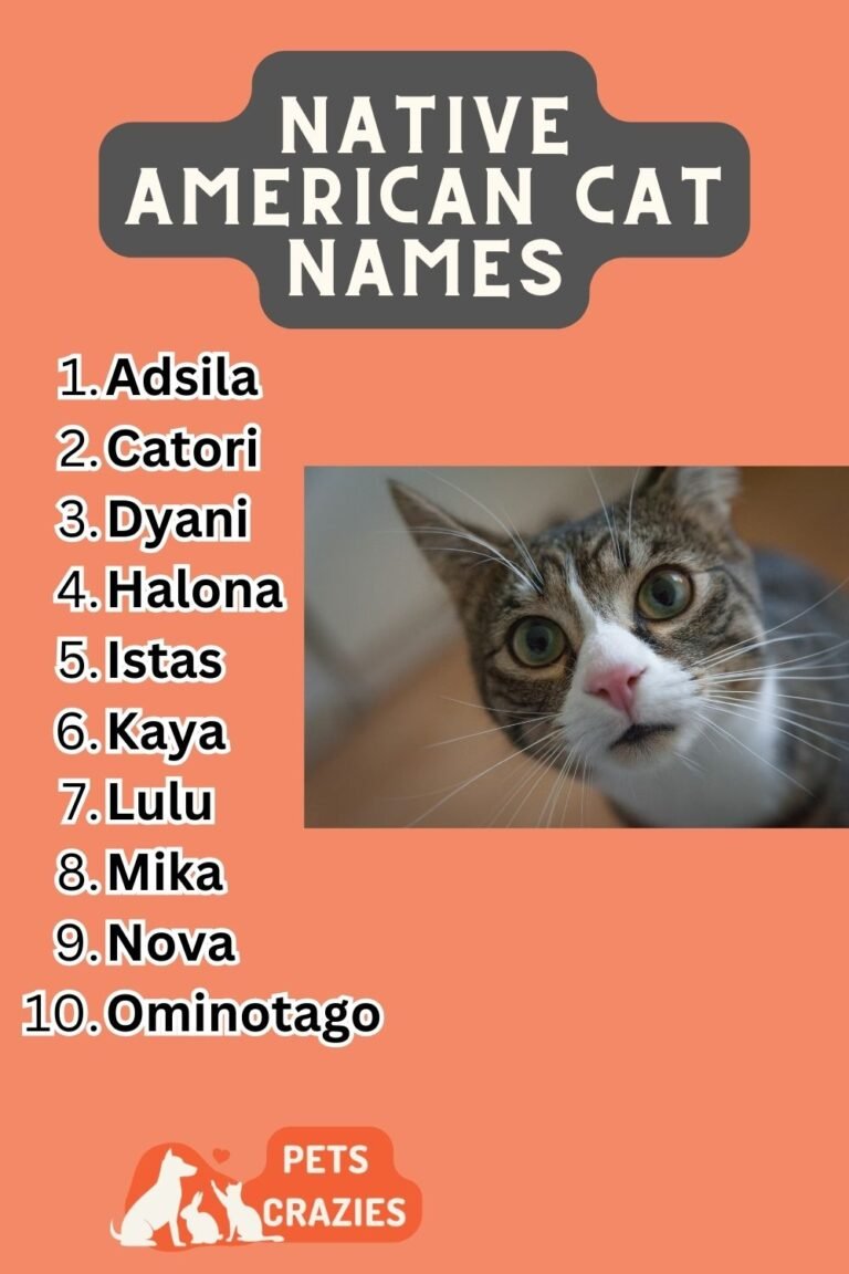 Native American Cat Names - A Connection to Ancestry!