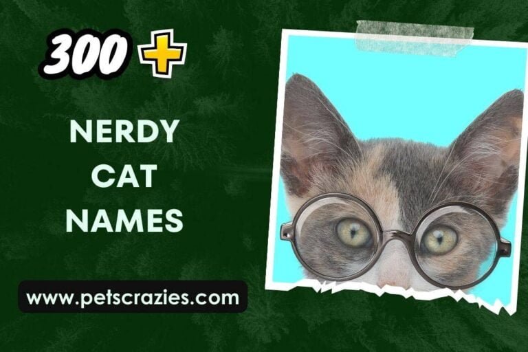 300+ Nerdy Cat Names (Geeky Inspiration)