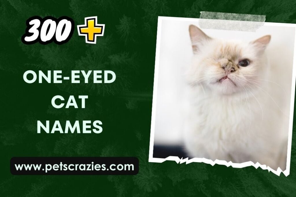 300+ One-Eyed Cat Names (Unique Choices)