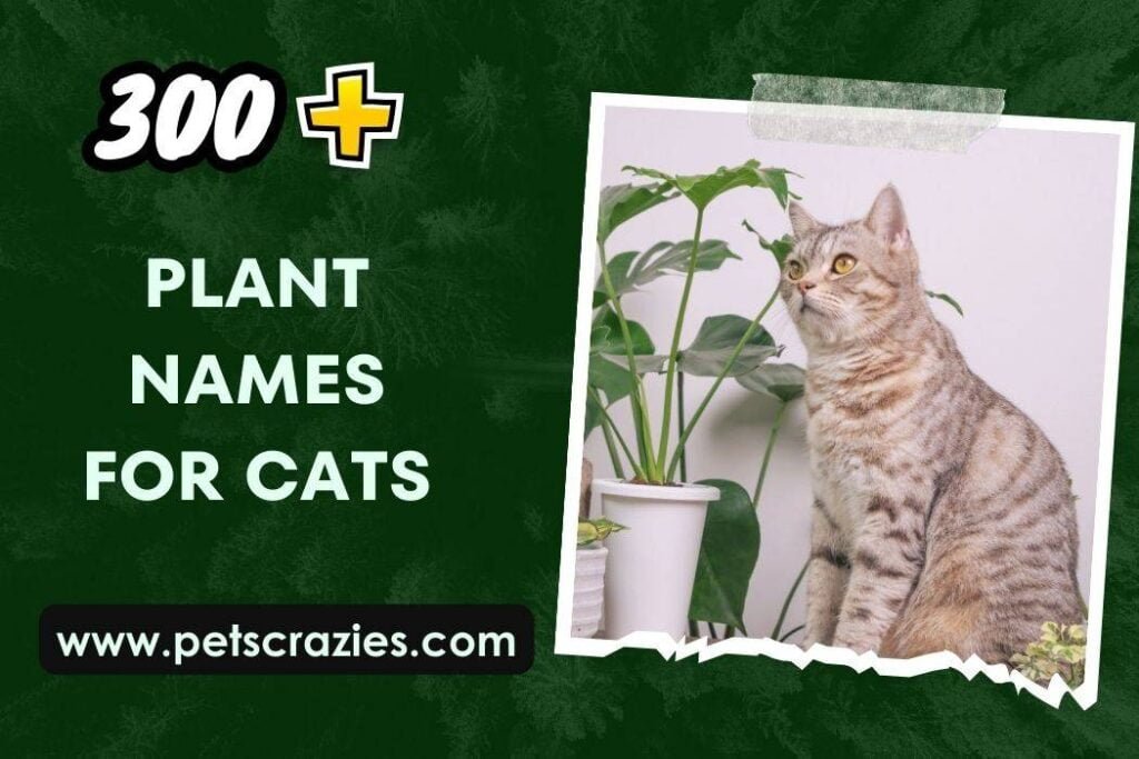 300+ Plant Names For Cats (Nature Lovers)