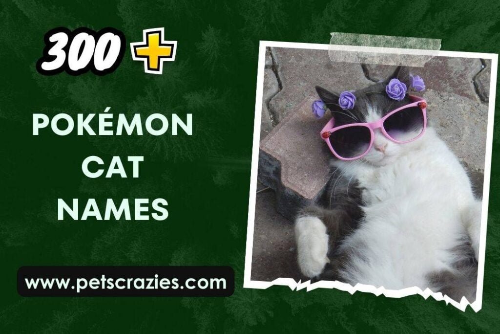 300+ Pokémon Cat Names (Trendy Selections)