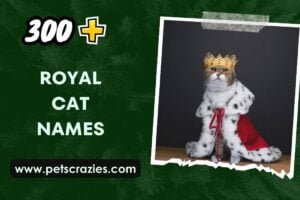 300+ Royal Cat Names (Elite Naming)