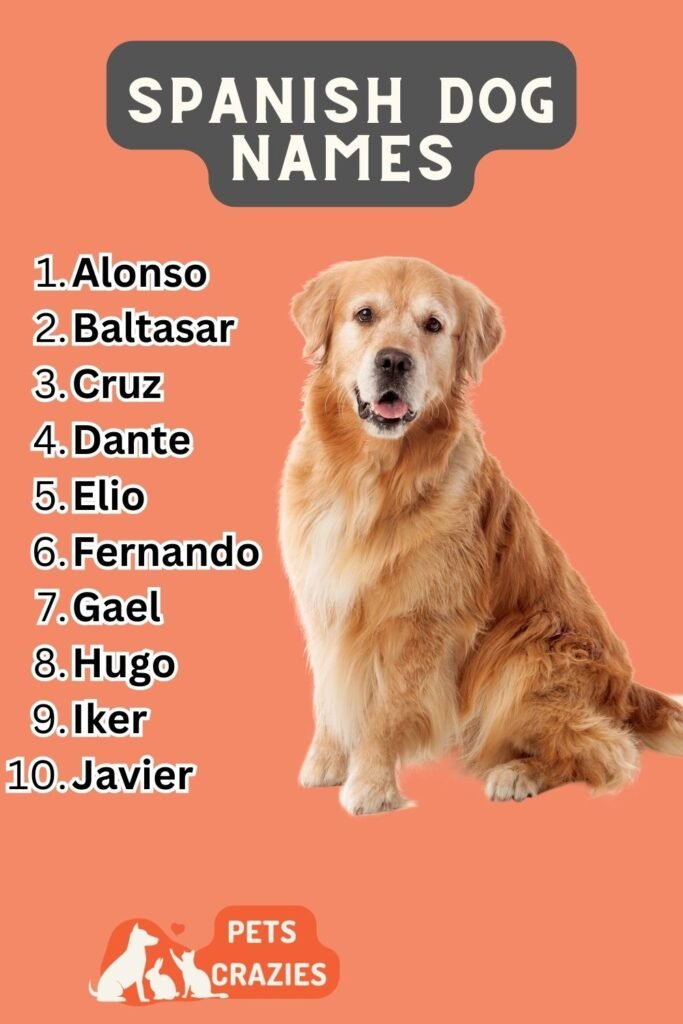 200+ Spanish Dog Names - Cute And Meaningful Ideas