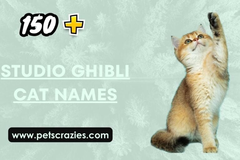 Studio Ghibli Cat Names - Funny And Cute Ideas