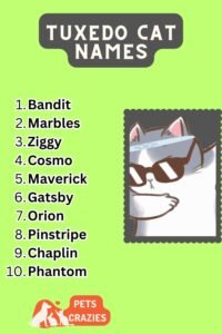 200+ Tuxedo Cat Names - Funny and Cool Ideas