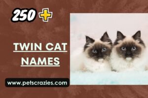 250+ Twin Cat Names - Perfect Matching Pairs