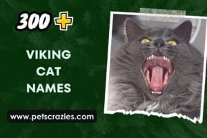300+ Viking Cat Names (Warrior Spirit Pets)