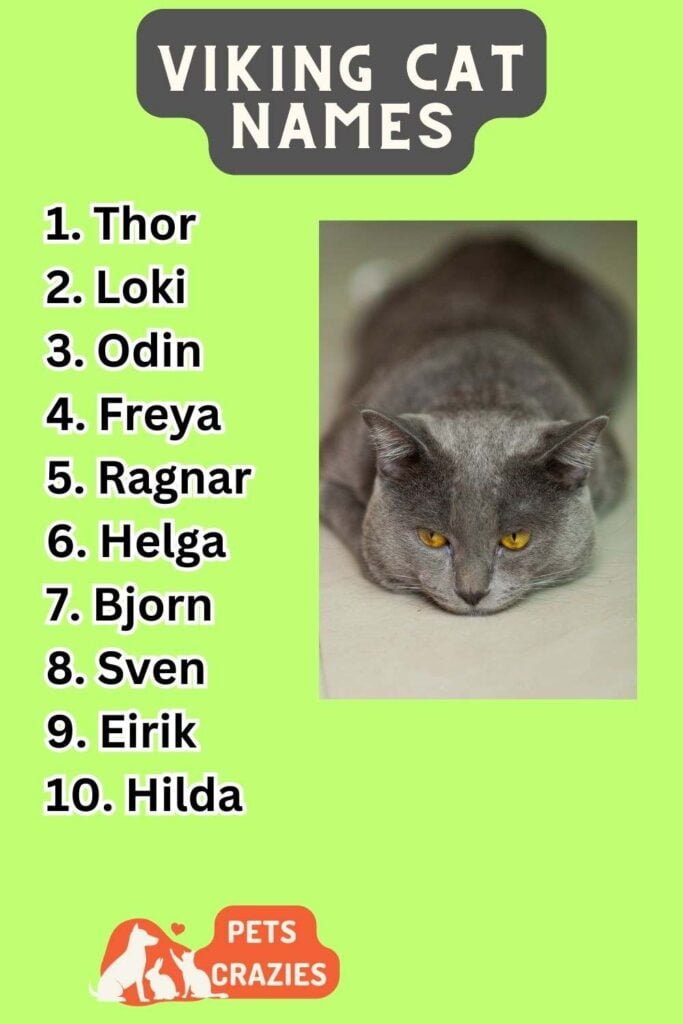 300+ Viking Cat Names (Warrior Spirit Pets)