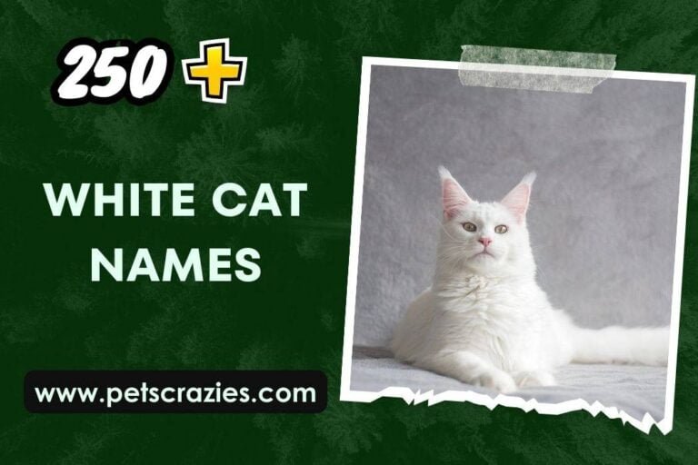 250+ White Cat Names (Elegant Selections)