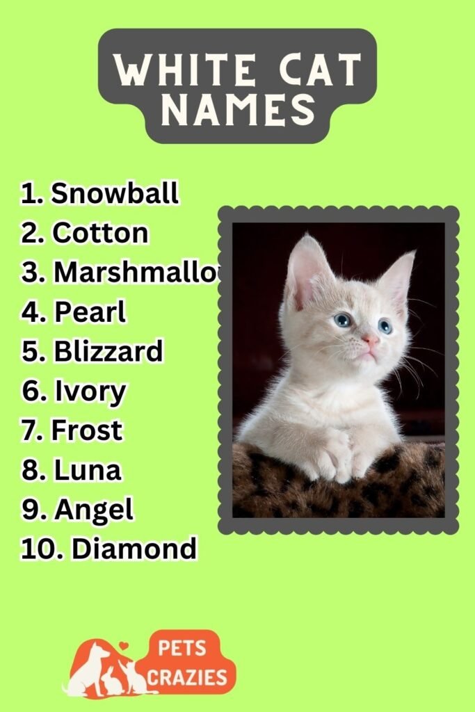 250+ White Cat Names (Elegant Selections)