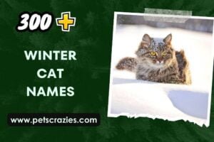 300+ Winter Cat Names (Frosty Pals)