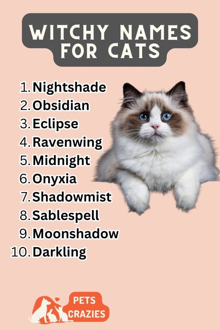 200+ Witchy Names For Cats - Mystical & Enchanting Picks