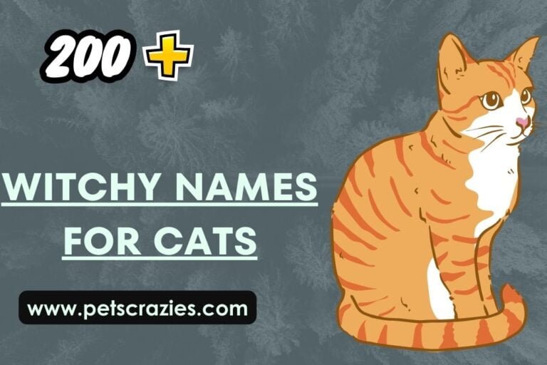 200+ Witchy Names For Cats - Mystical & Enchanting Picks