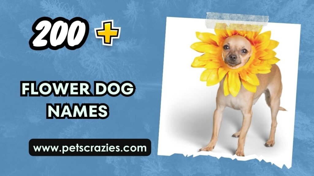 200+ Flower Dog Names - Nature-Loving And Glowing Picks