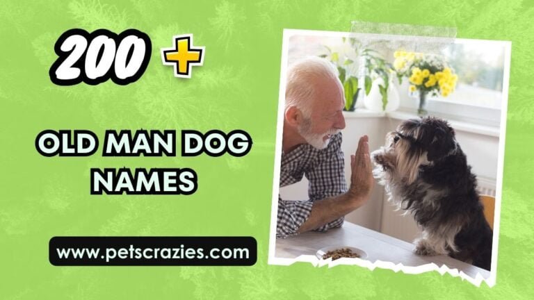 200+ Old Man Dog Names - Vintage And Classic Picks