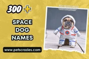 300+ Space Dog Names (Celestial Canine Tags)