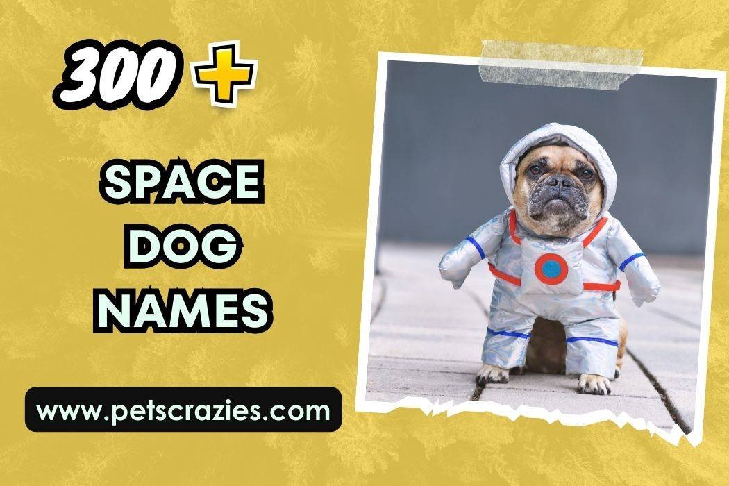 300 Space Dog Names Celestial Canine Tags 300 Space Dog Names Celestial Canine Tags