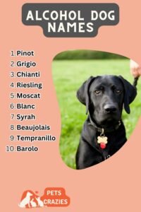 150+ Alcohol Dog Names - Unique And Creative Ideas