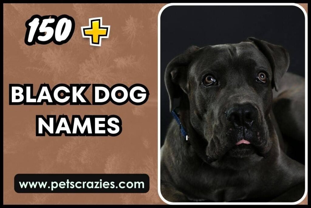 150+ Black Dog Names