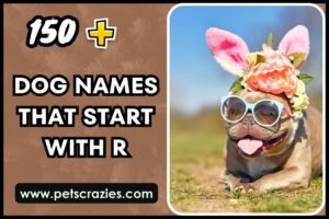 150+ Dog Names That Start With R - Funny And Cute Ideas