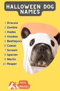 150+ Halloween Dog Names - Cute Choices