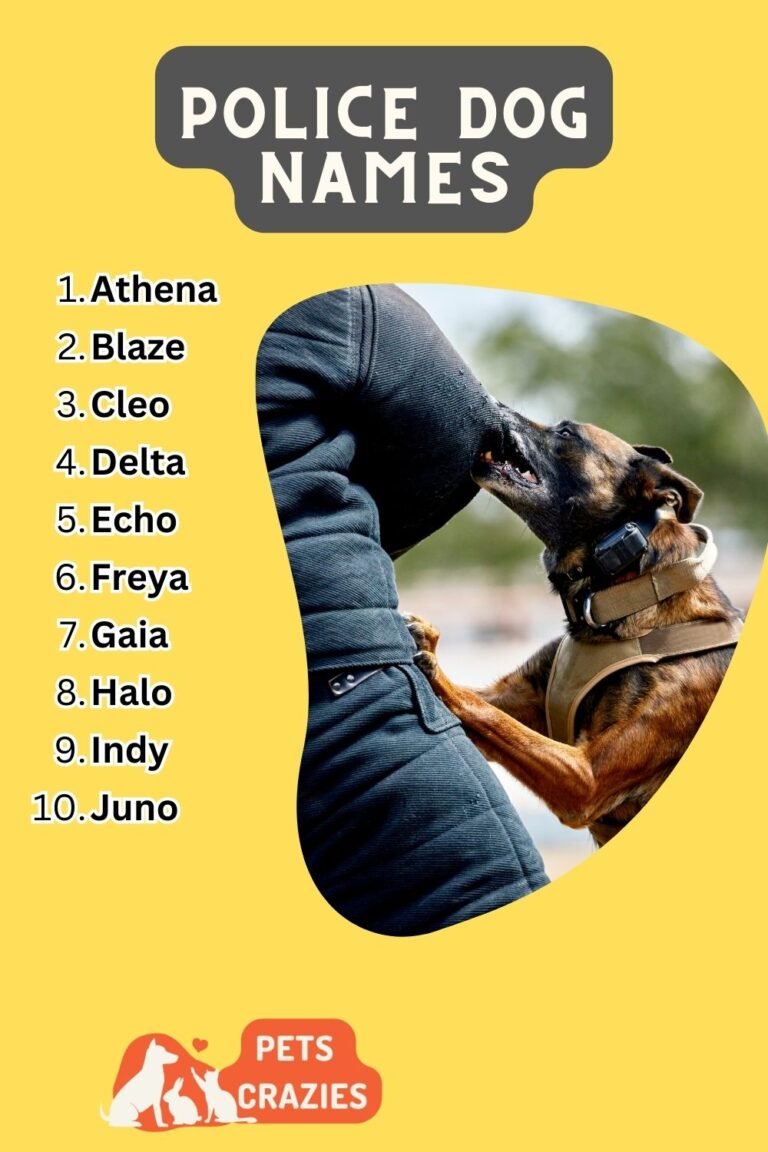 150+ Police Dog Names - Strong And Brave Choices