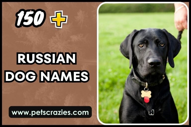 150+ Russian Dog Names - Best Picks