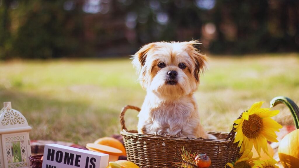 Thanksgiving Dog Names - Festive Fun