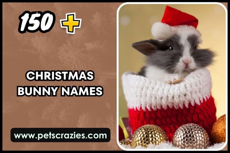 Christmas Bunny Names (Festive Ideas)